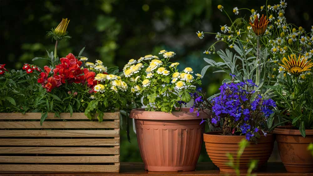 Sitemapcdatahttpsshopinf Inetcomidee Composition Jardiniere Exterieure Vivaces